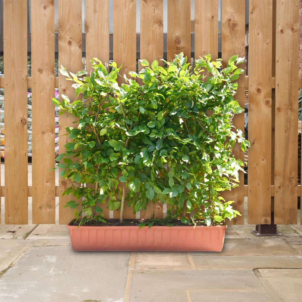 Carpinus Betulus Instant Hedge