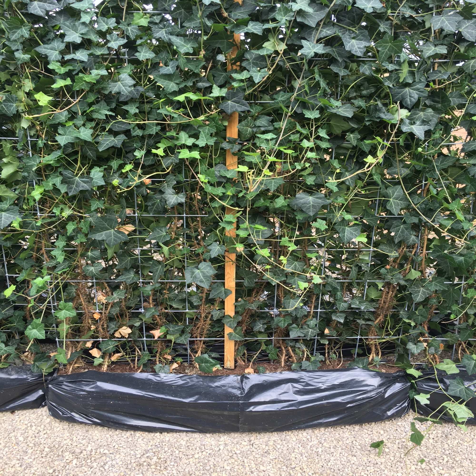 Living Ivy Green Screen Fence Package - Green Walls & Ivy Screens ...