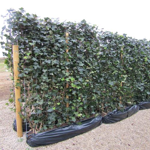 Hedera Hibernica Living Ivy Green Screens - Ivy Green Screen Living ...