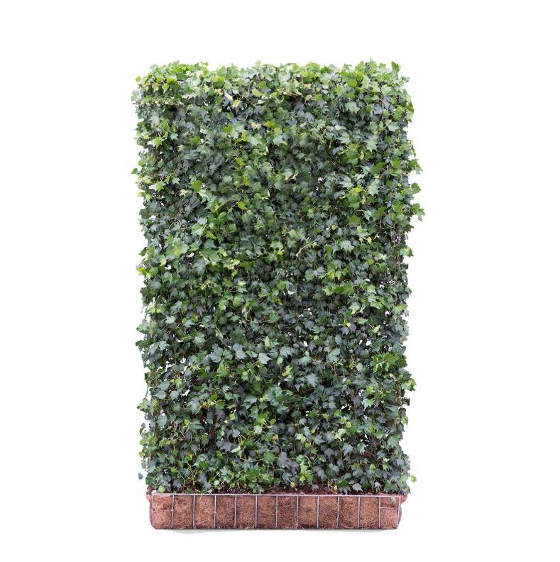 Hedera Helix Green Ripple Ivy Living Green Screen - Green Walls Ivy ...