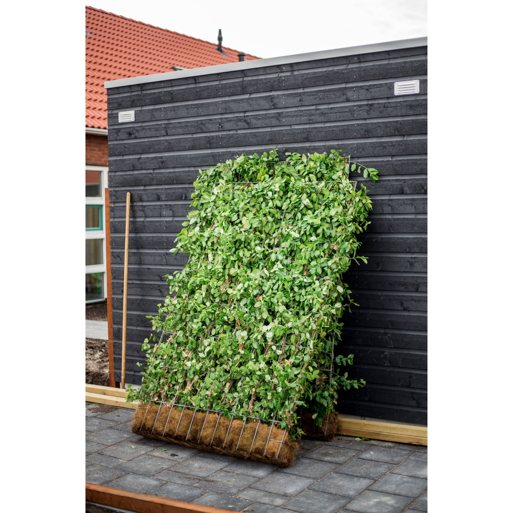 Hedera Helix Woerner Living Ivy Green Screens - Green Walls & Ivy ...