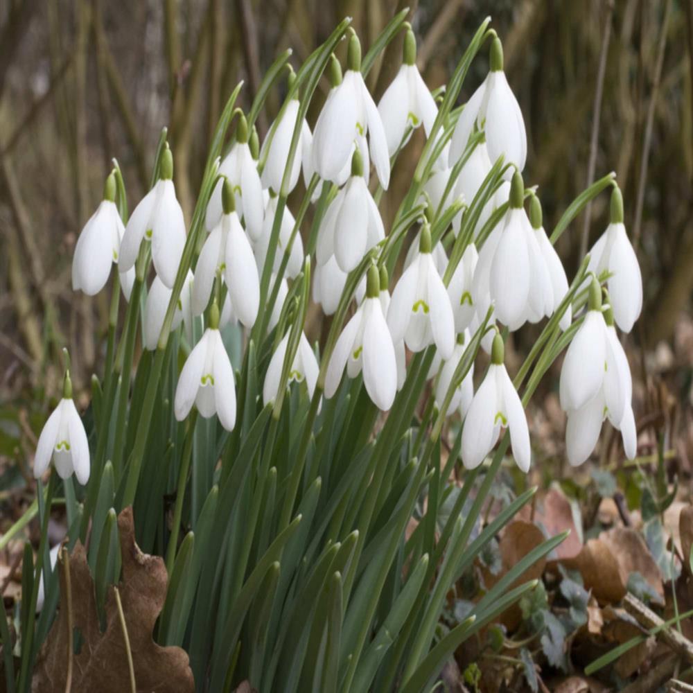 Double Snowdrop Bulbs - Galanthus nivalis dble - Our Wildflower Ranges ...