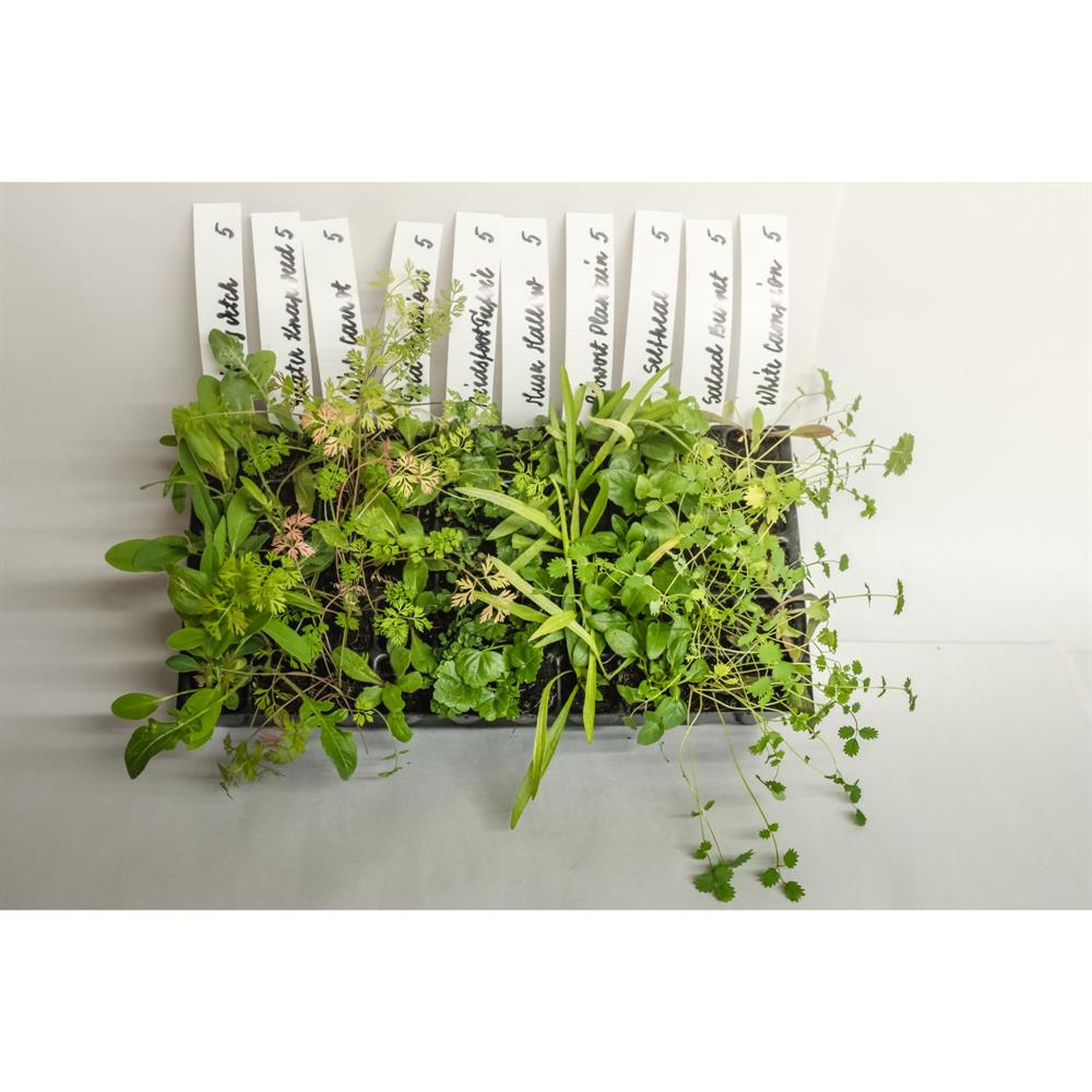 John Chambers Calcareous Wildflower Plug Plants - Wildflower Plug ...