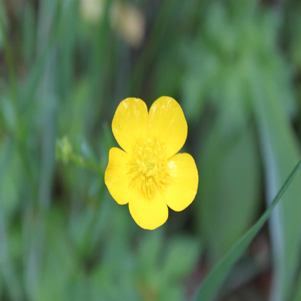 Meadow Buttercup Wildflower Seed - Our Wildflower Ranges | Green-tech