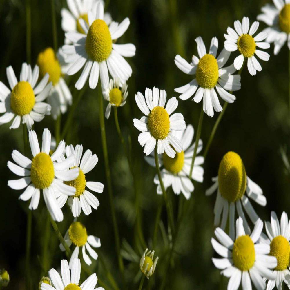 Feverfew Wildflower Seed - Our Wildflower Ranges | Green-tech