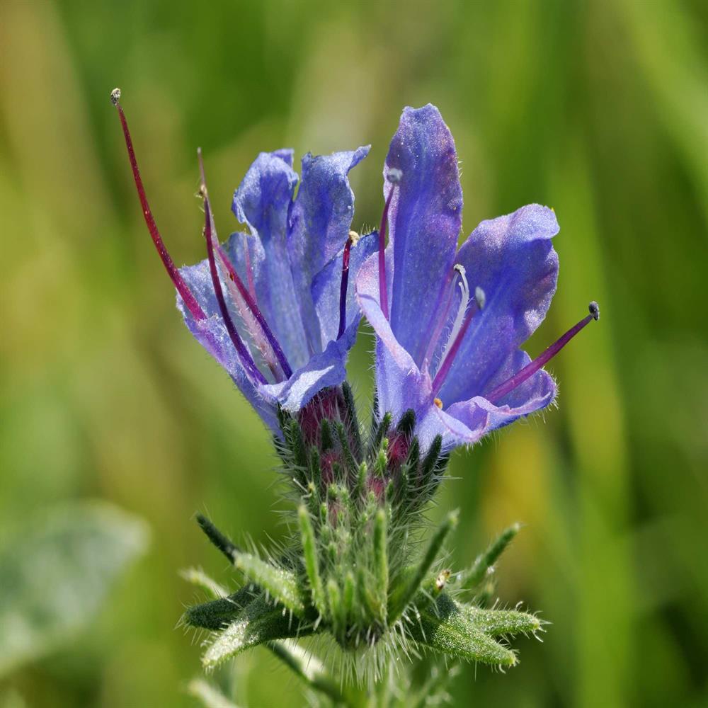 Viper?s Bugloss Wildflower Seed - Our Wildflower Ranges | Green-tech