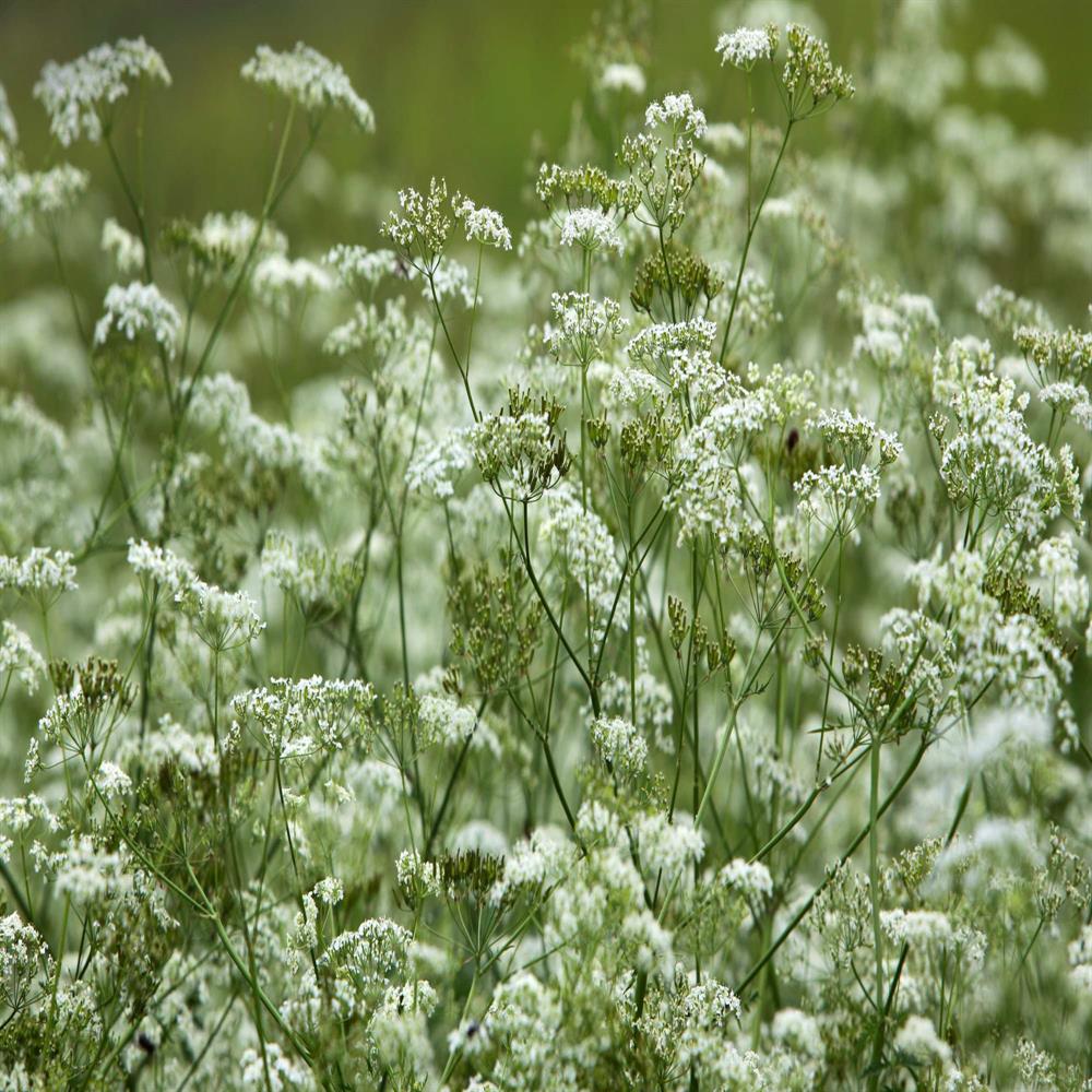 Yarrow Wildflower Seed - Our Wildflower Ranges | Green-tech