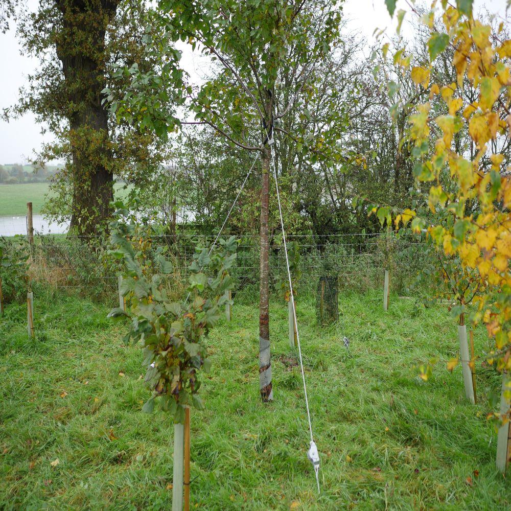 Guying Tree Anchor Fixing System - Rootball Fixing Systems | Green-tech