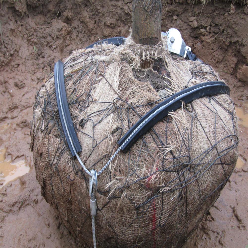 Tree Anchor Rootball Wire Fixing System - Rootball Fixing System ...