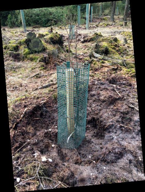 Tubex Acorn Treeguard Open Mesh - Tree & Shrub Shelters | Green-tech