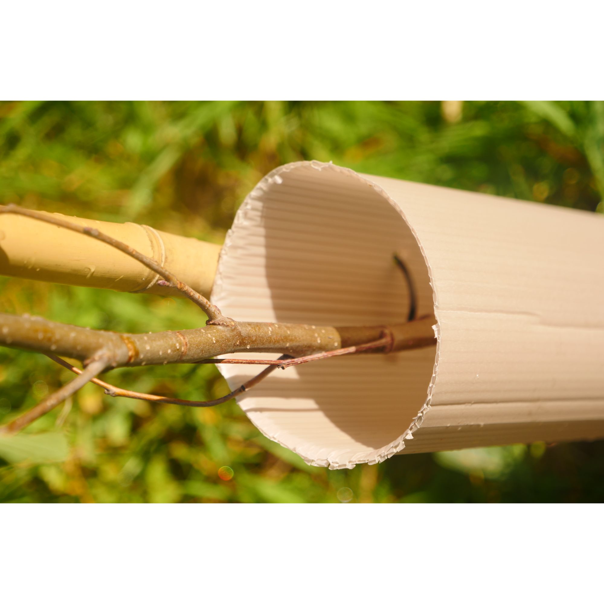 Tubex Nature Tree Shelter - Tree Protection & Shelters | Green-tech