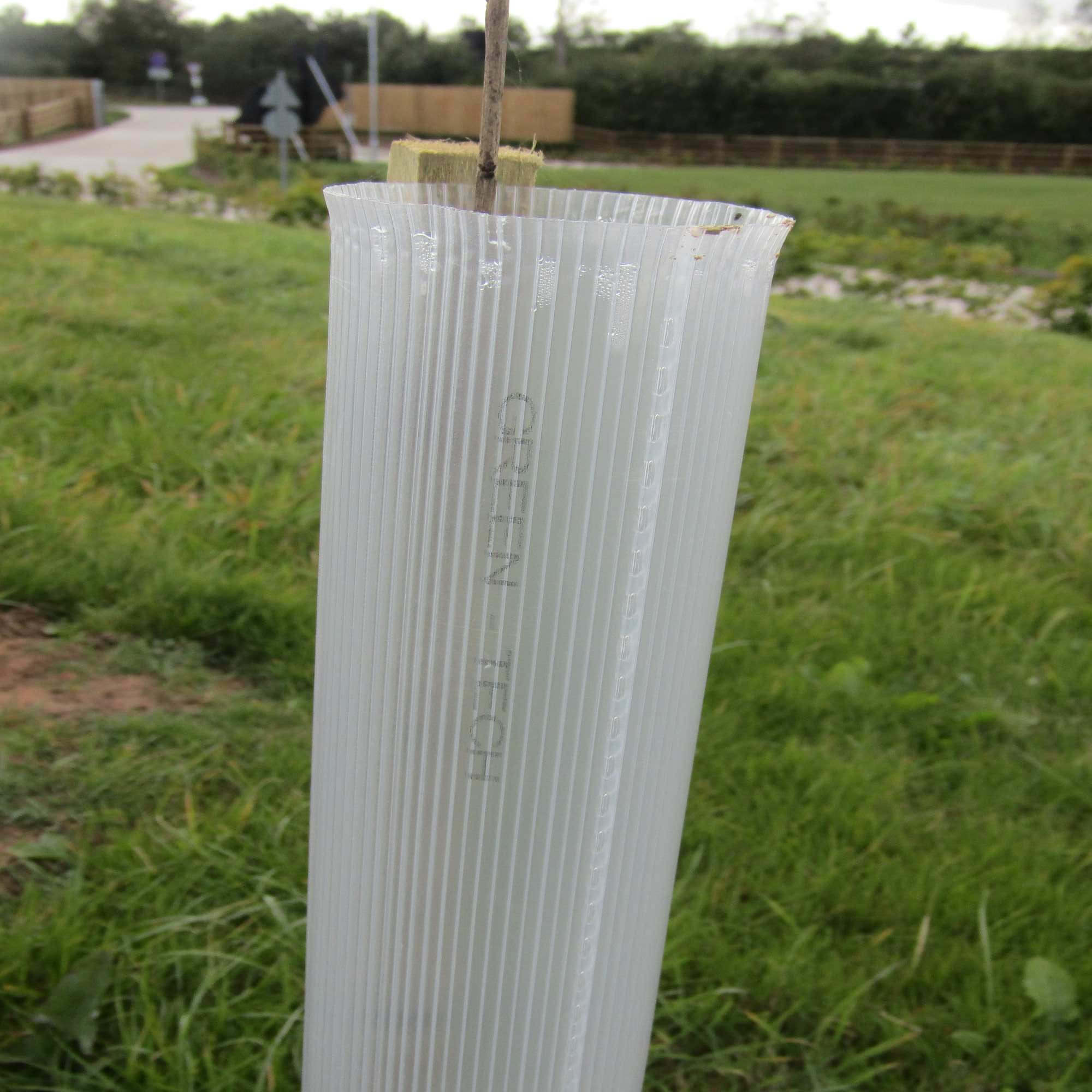 Tubex Ecostart Tree Shelter Guard - Tree & Shrub Shelters | Green-tech